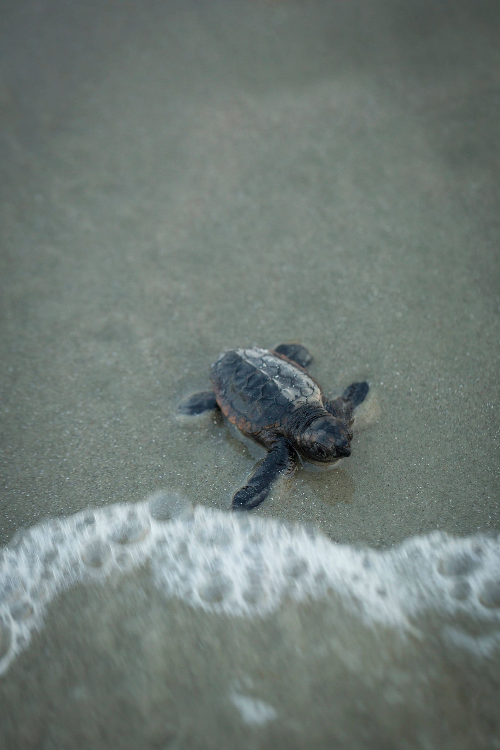 Sea Turtle Education and Night Walk | Sea Island Resort