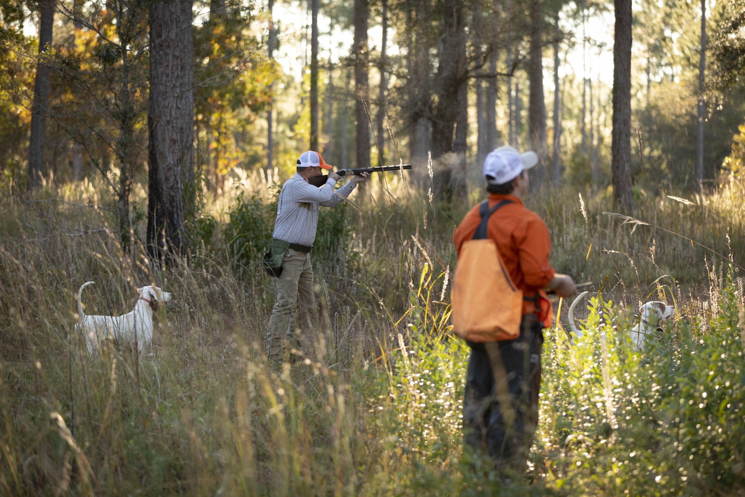 Half-Day Quail Hunts | Sea Island Resort