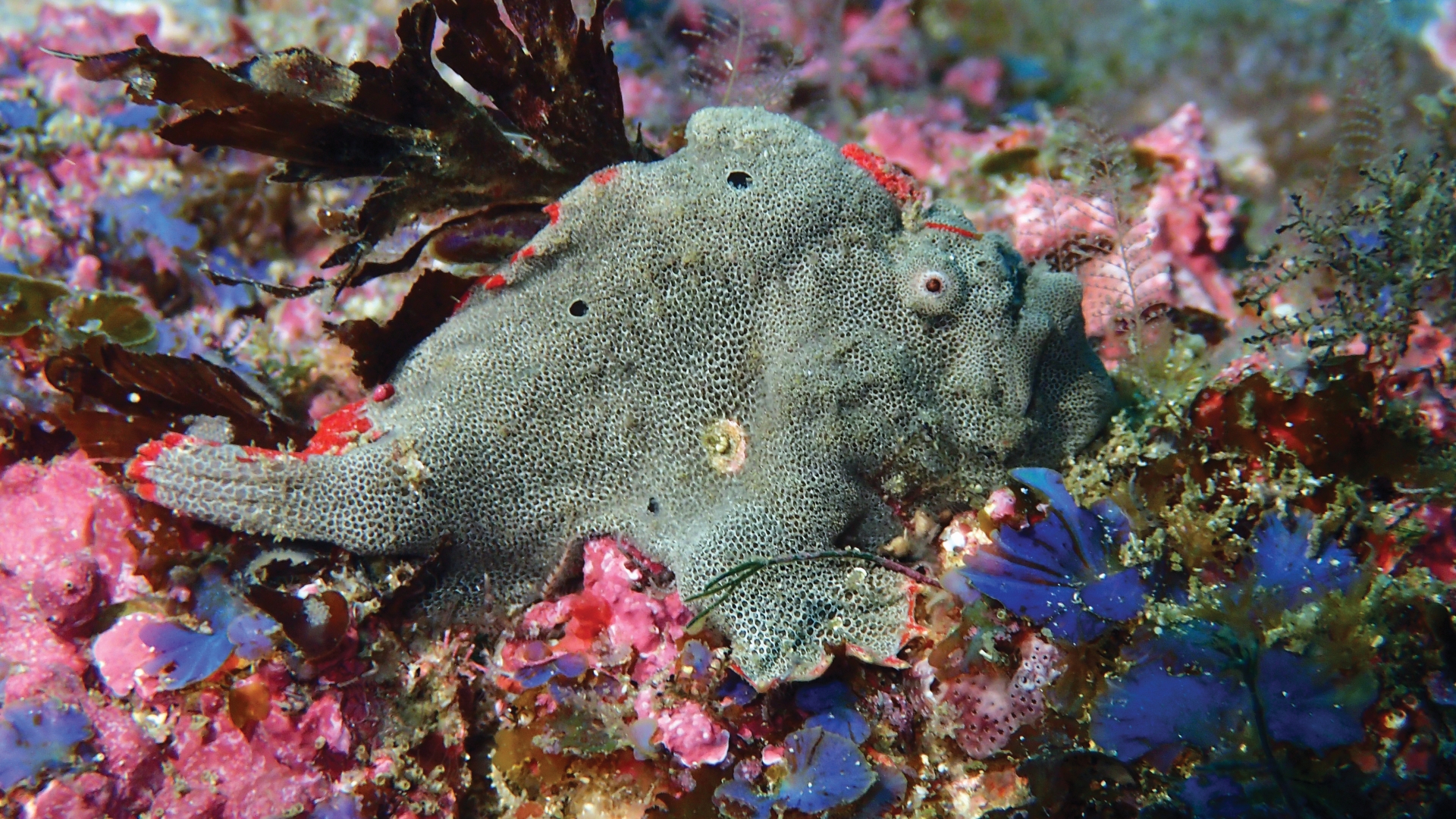 Underwater Wonders | Sea Island Resort