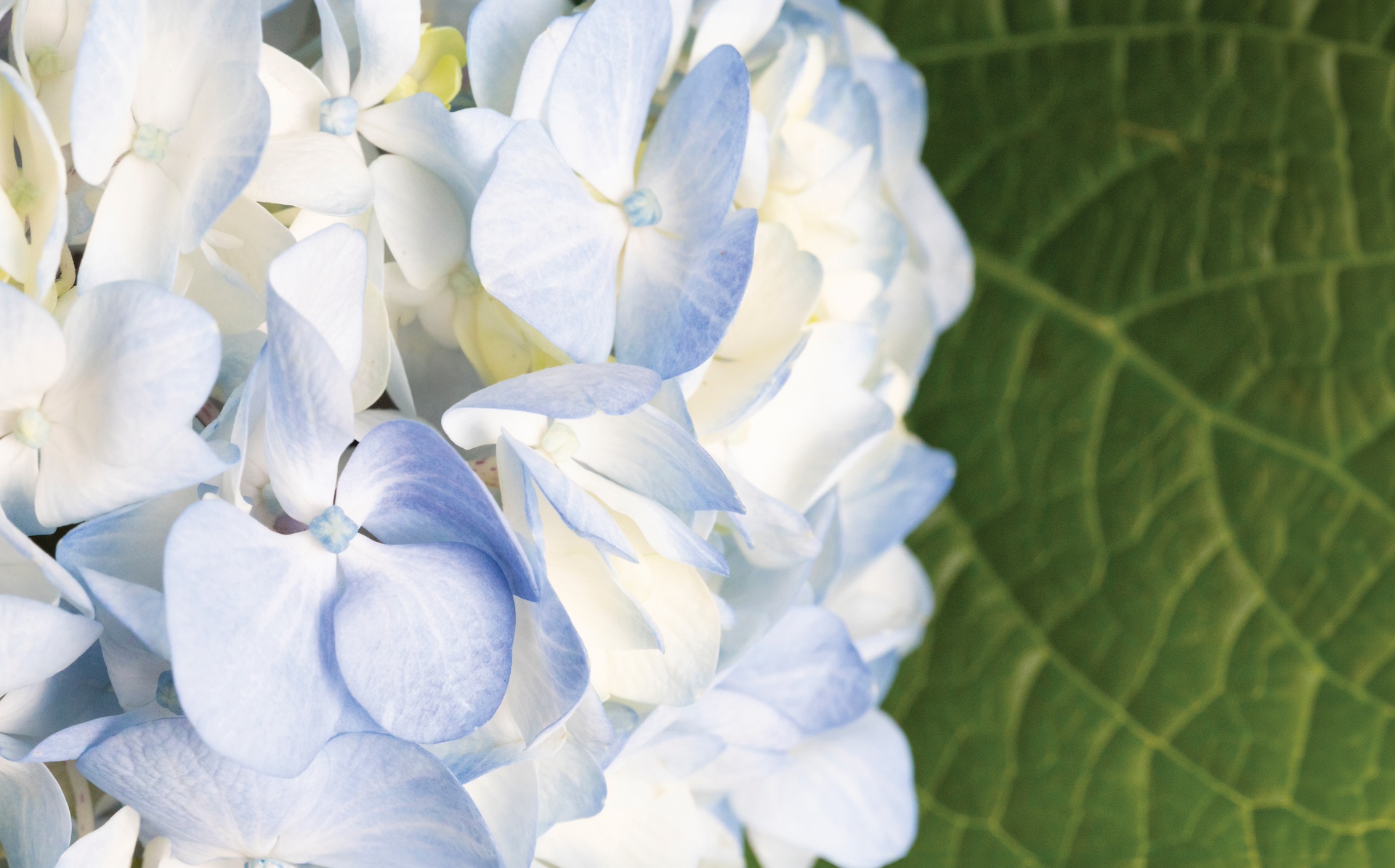 Colors in Bloom | Sea Island Resort