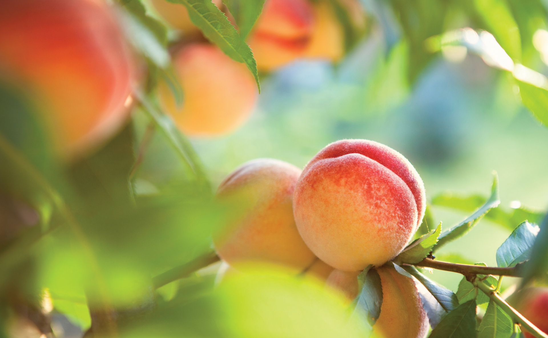 In Praise of Peaches | Sea Island Resort