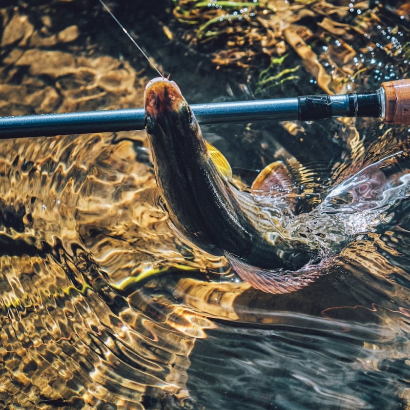 The Art of Fly Fishing | Sea Island Resort