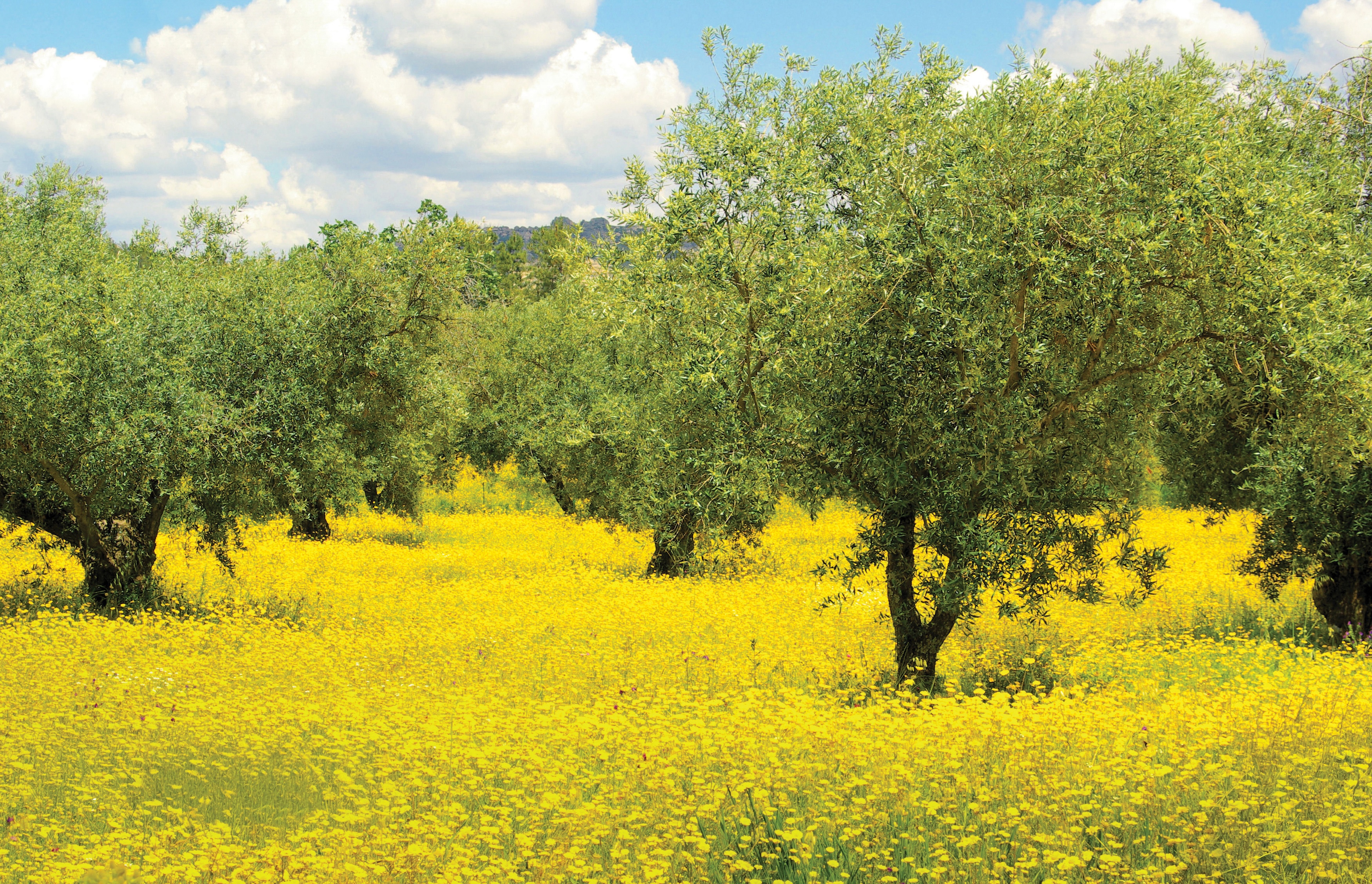 Liquid Gold | Sea Island Resort